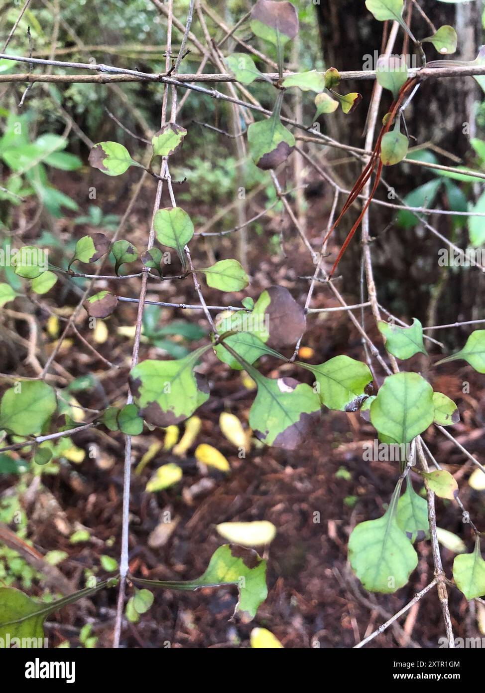 Mamangi (Coprosma arborea) Plantae Stock Photo - Alamy