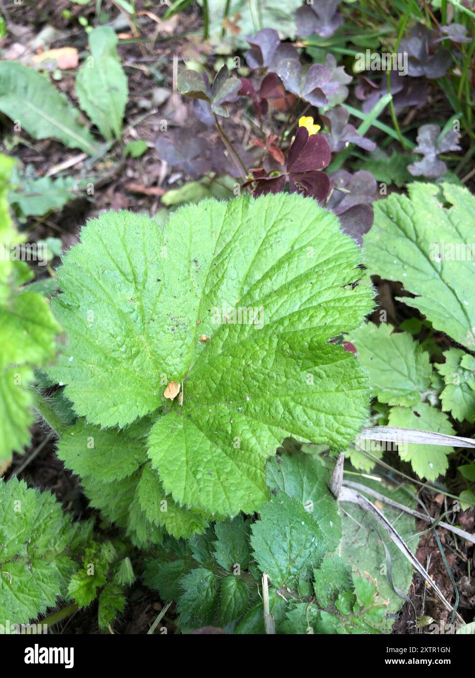 Large-leaved Avens (Geum macrophyllum) Plantae Stock Photo - Alamy