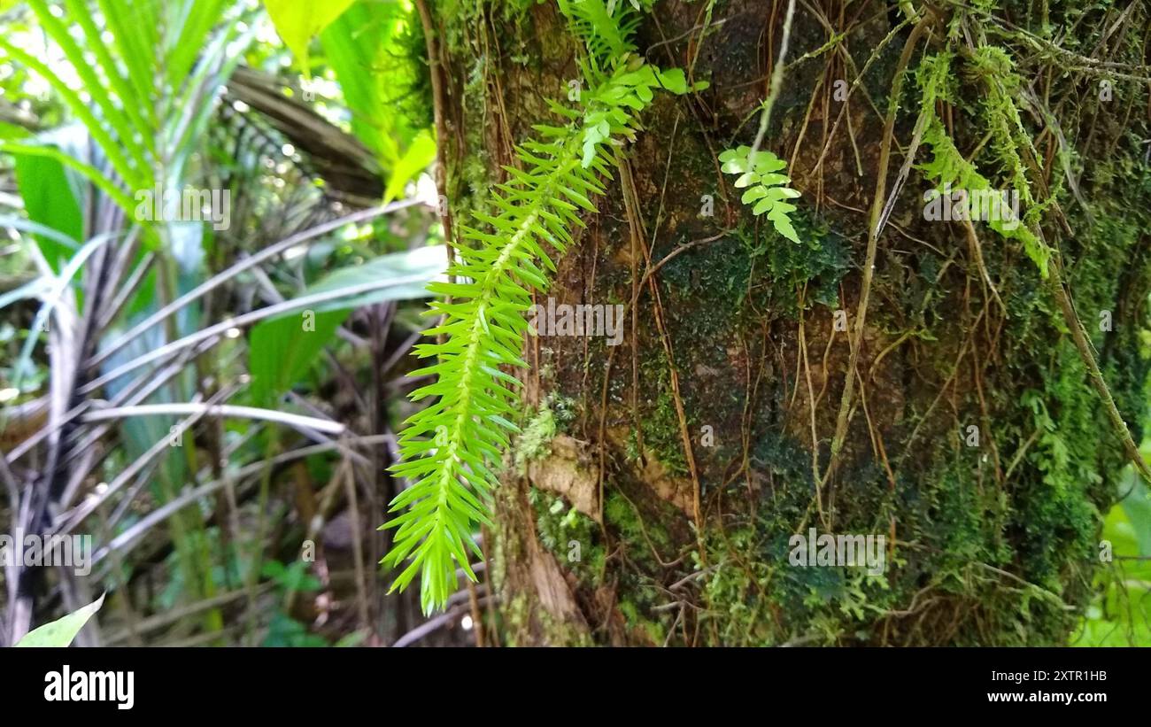 (Phlegmariurus squarrosus) Plantae Stock Photo - Alamy