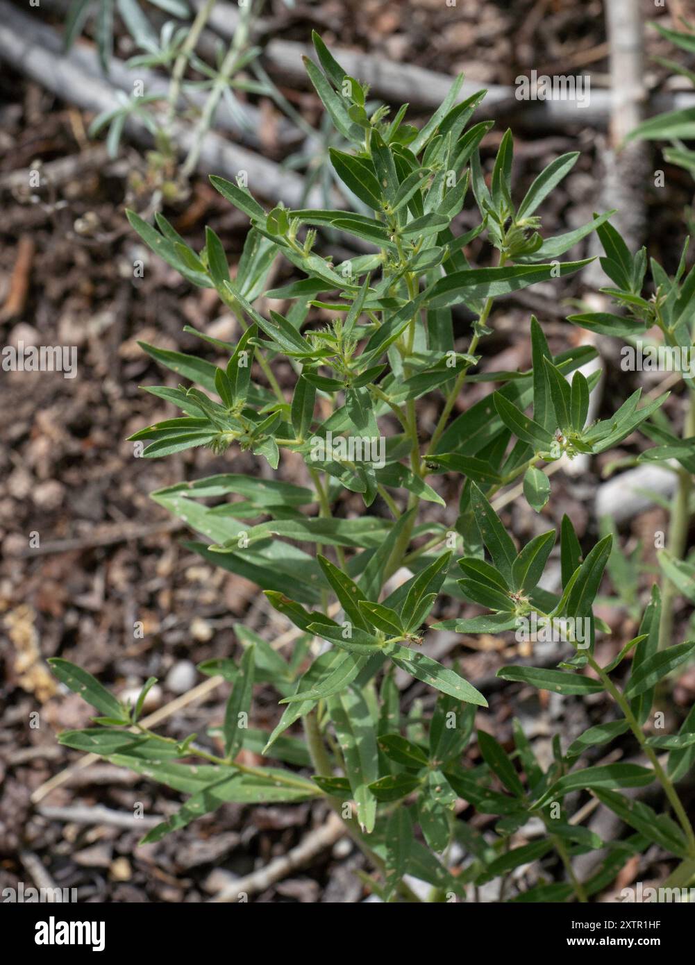 stoneseeds, puccoons, and gromwells (Lithospermum) Plantae Stock Photo ...