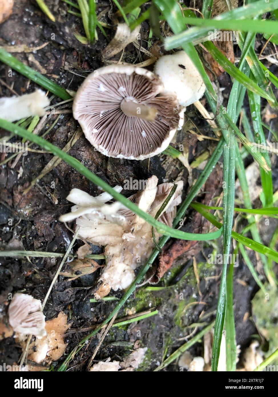 Pale Brittlestem (Candolleomyces candolleanus) Fungi Stock Photo - Alamy