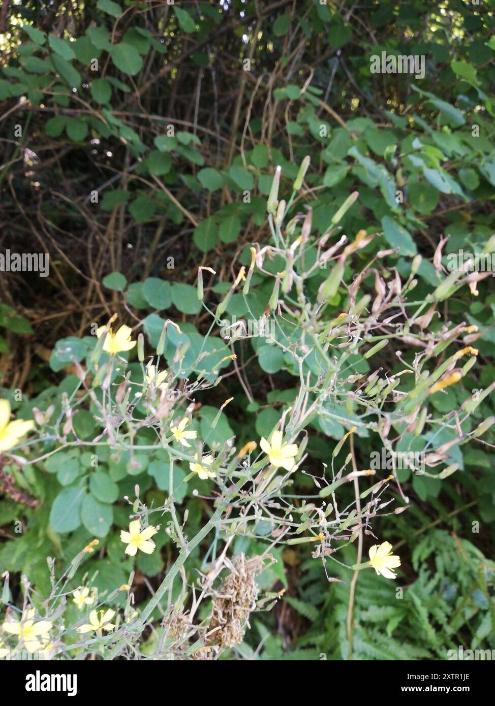 Wall Lettuce (Mycelis muralis) Plantae Stock Photo - Alamy