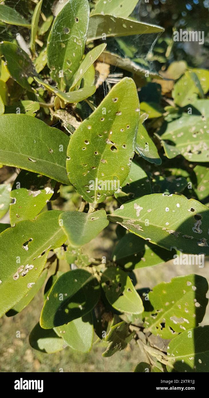 Norfolk Island hibiscus (Lagunaria patersonia) Plantae Stock Photo - Alamy