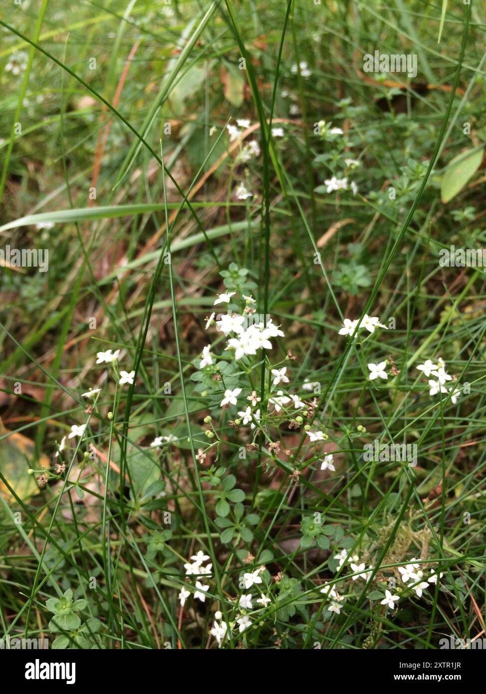 Heath Bedstraw (Galium saxatile) Plantae Stock Photo - Alamy