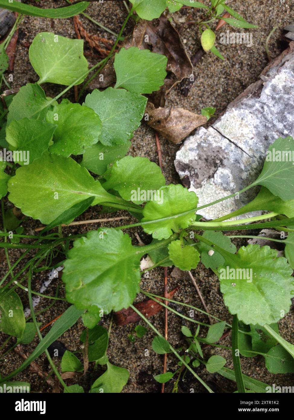 Alaskan bellflower (Campanula alaskana) Plantae Stock Photo - Alamy
