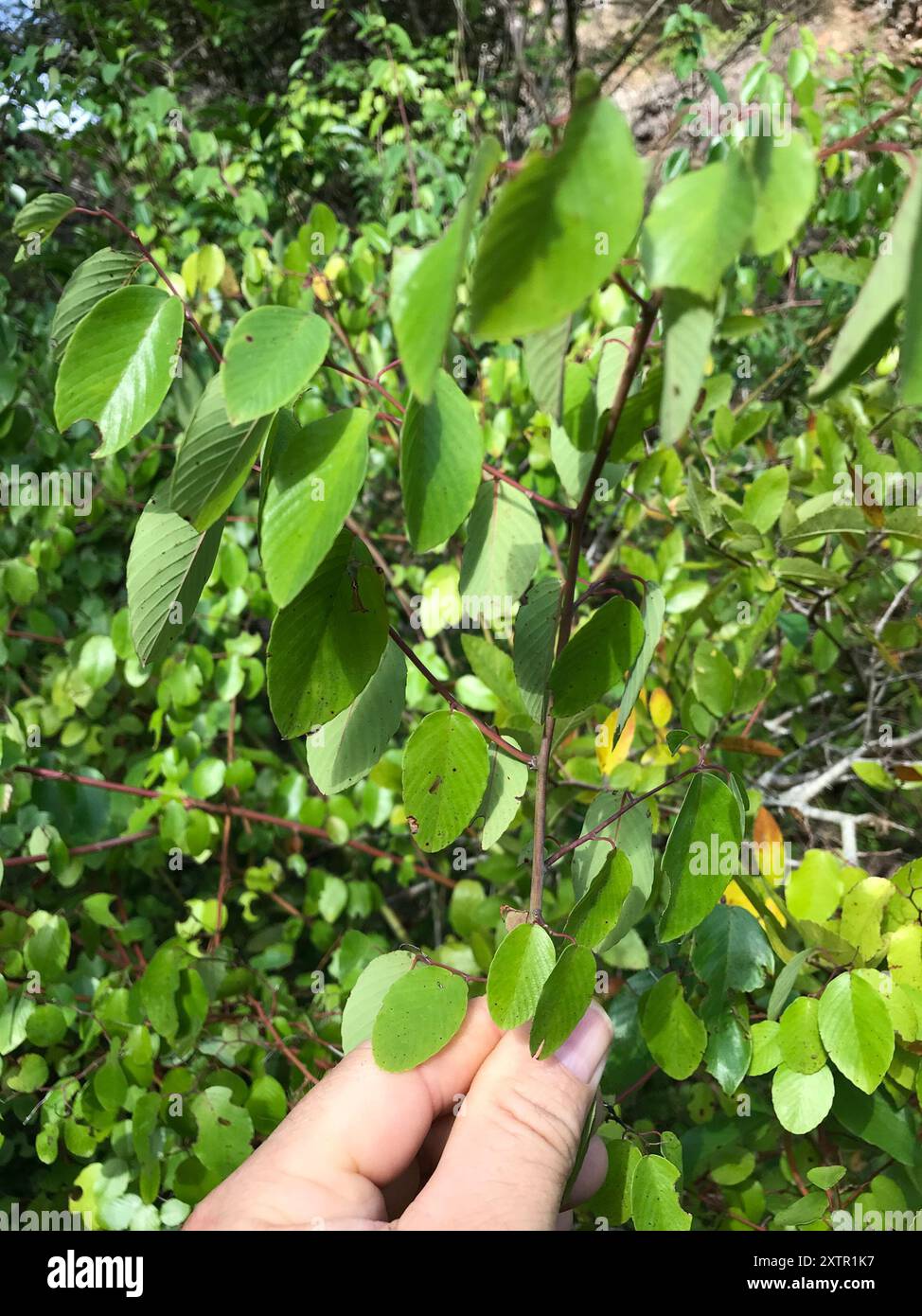 Supplejack (Berchemia scandens) Plantae Stock Photo - Alamy
