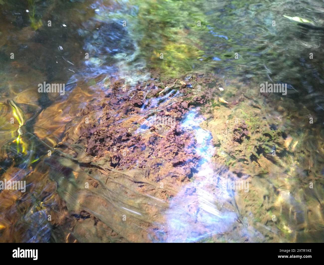 aquatic pelt lichen (Peltigera hydrothyria) Fungi Stock Photo - Alamy