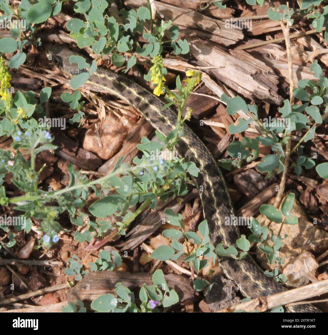 Wandering Garter Snake (Thamnophis elegans vagrans) Reptilia Stock ...