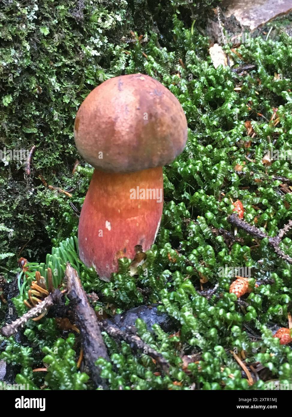 boletes (Boletaceae) Fungi Stock Photo - Alamy