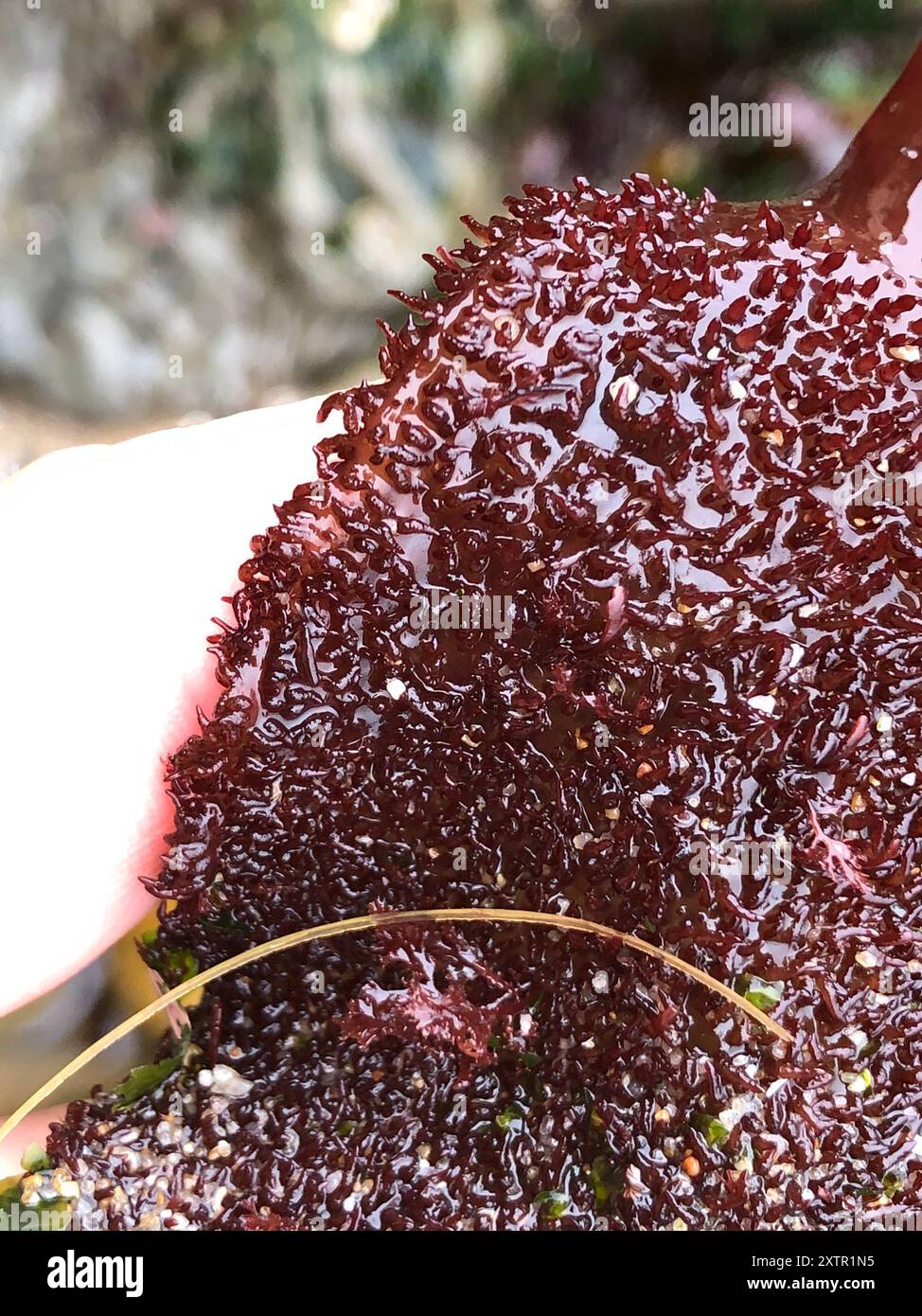 Turkish Towel (Chondracanthus exasperatus) Plantae Stock Photo - Alamy