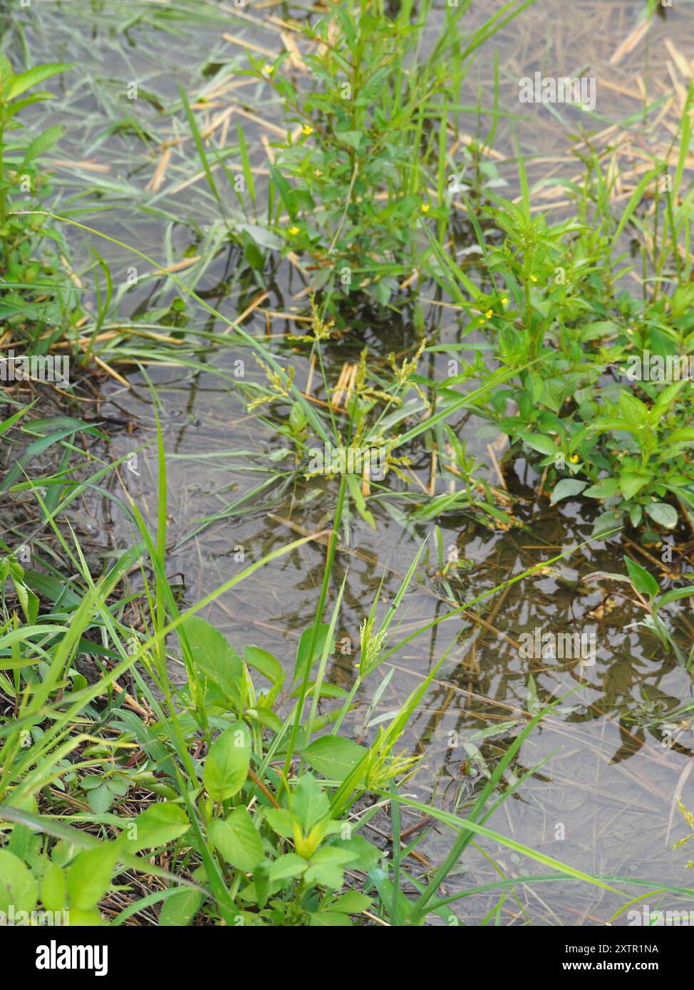Rice flat-sedge (Cyperus iria) Plantae Stock Photo - Alamy