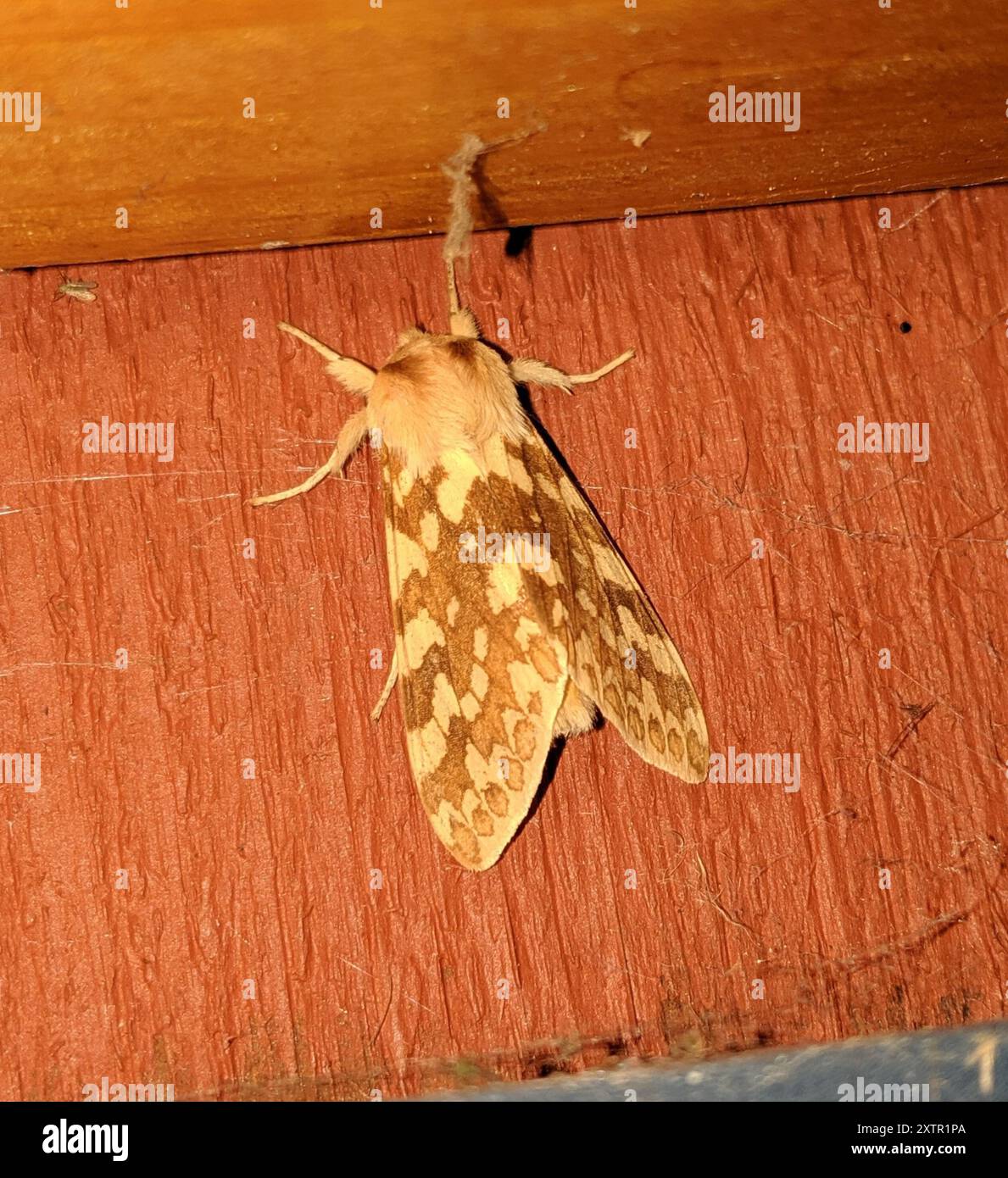 Spotted Tussock Moth (Lophocampa maculata) Insecta Stock Photo - Alamy