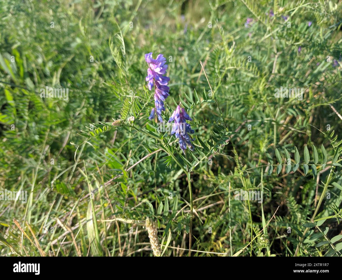 tufted vetch (Vicia cracca) Plantae Stock Photo - Alamy
