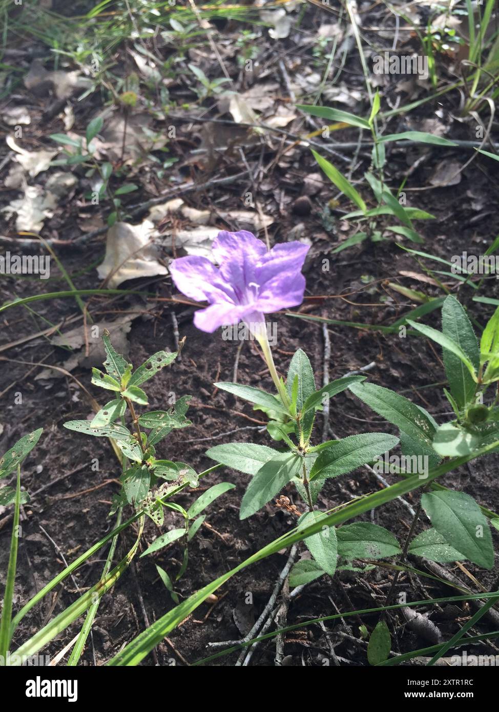 hairy ruellia (Ruellia humilis) Plantae Stock Photo - Alamy