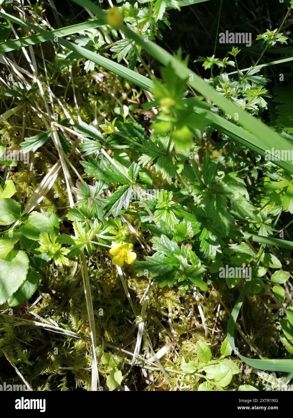 Tormentil (Potentilla erecta) Plantae Stock Photo - Alamy