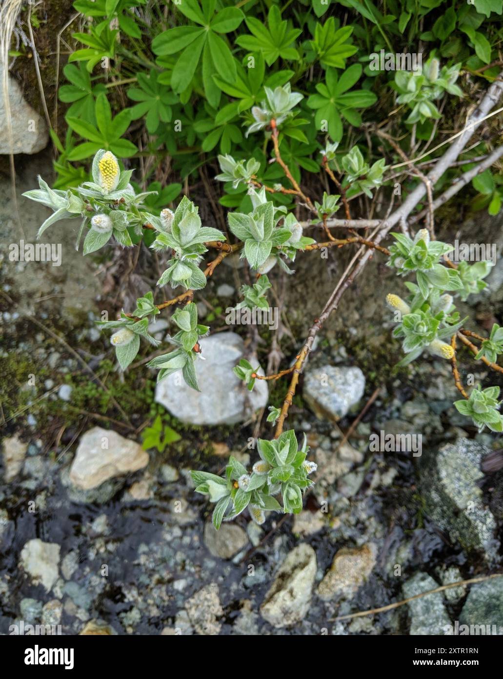 Undergreen Willow (Salix commutata) Plantae Stock Photo - Alamy