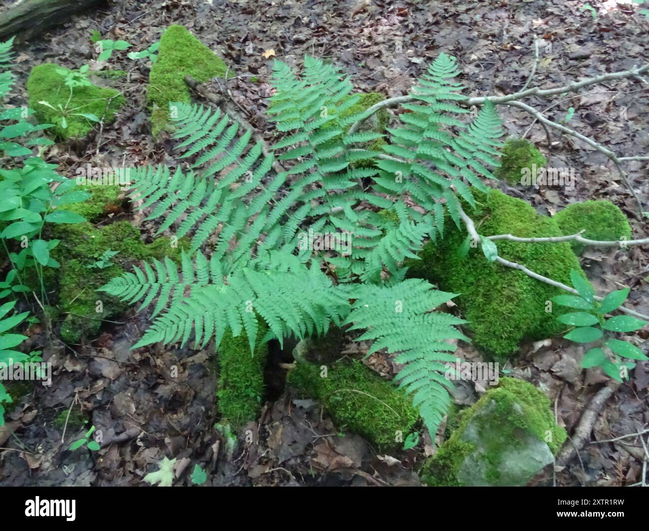 marginal wood fern (Dryopteris marginalis) Plantae Stock Photo - Alamy