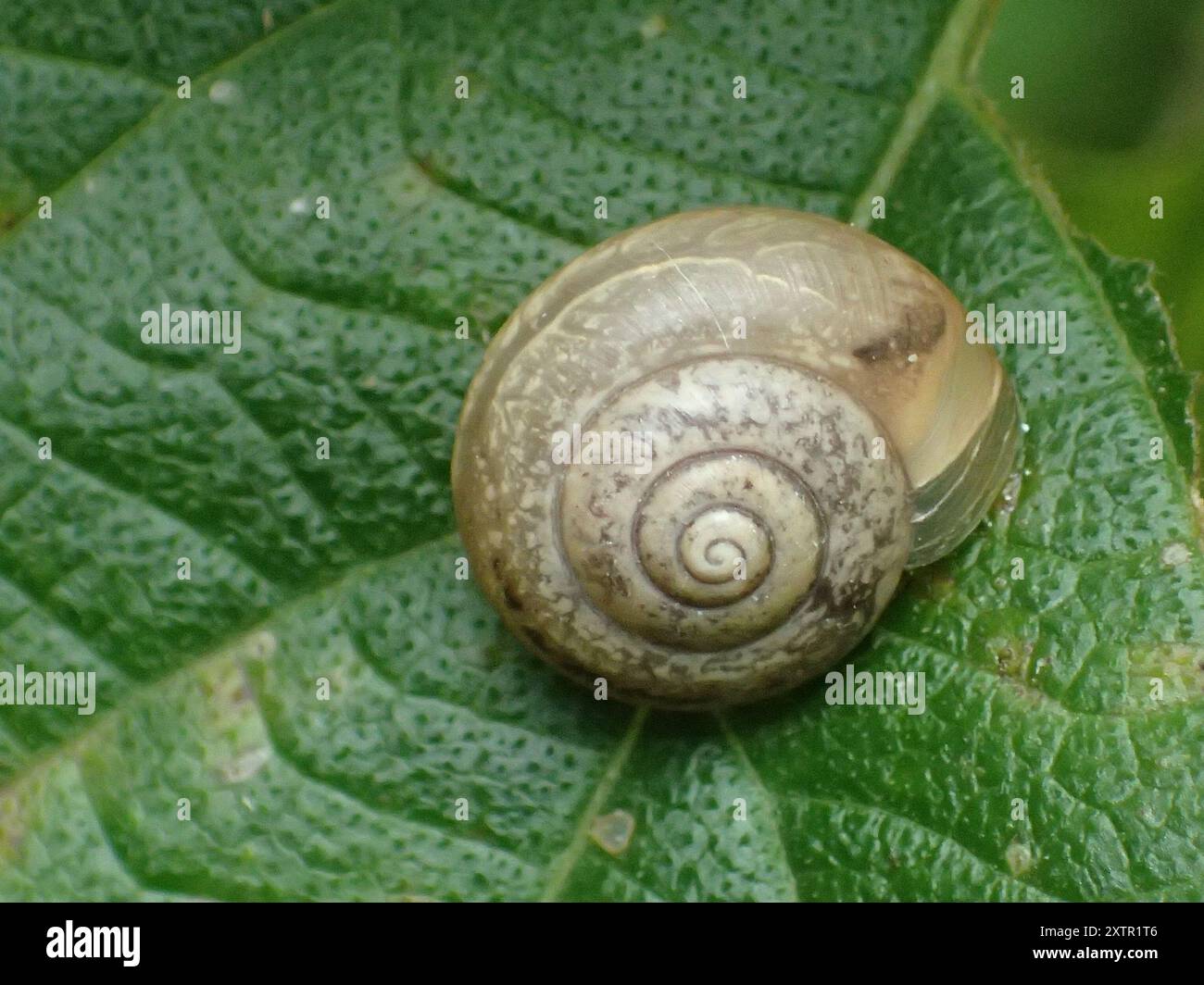 Asian Tramp Snail (Bradybaena similaris) Mollusca Stock Photo - Alamy