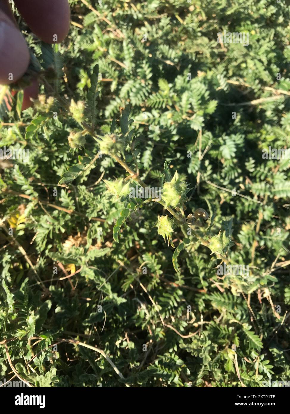 puncture vine (Tribulus terrestris) Plantae Stock Photo - Alamy