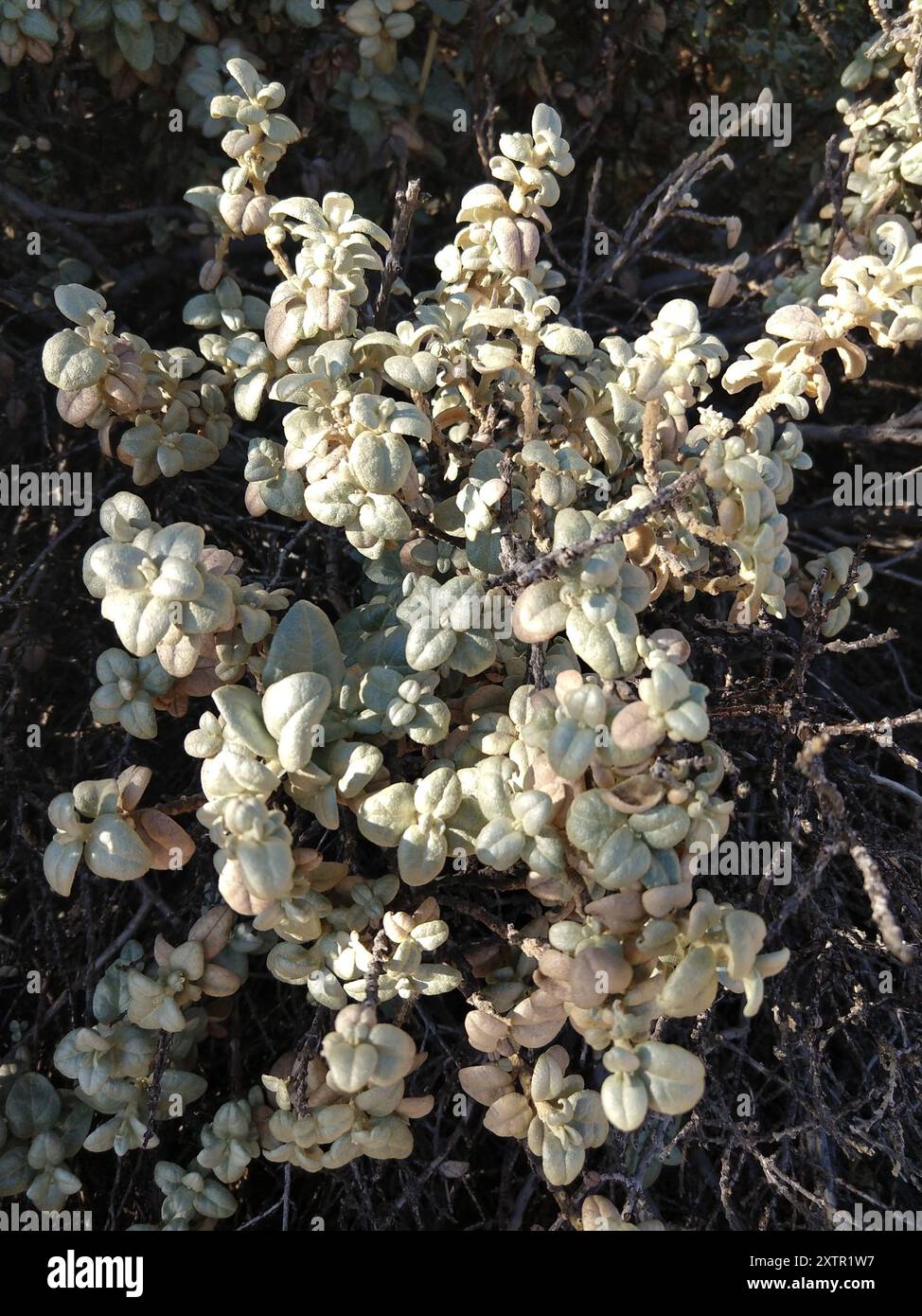 Roundleaf buffaloberry (Shepherdia rotundifolia) Plantae Stock Photo ...