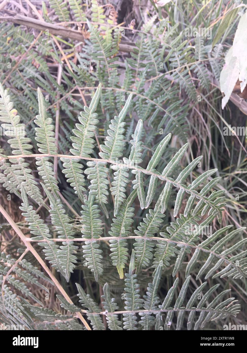 tropical brackenfern (Pteridium arachnoideum) Plantae Stock Photo - Alamy