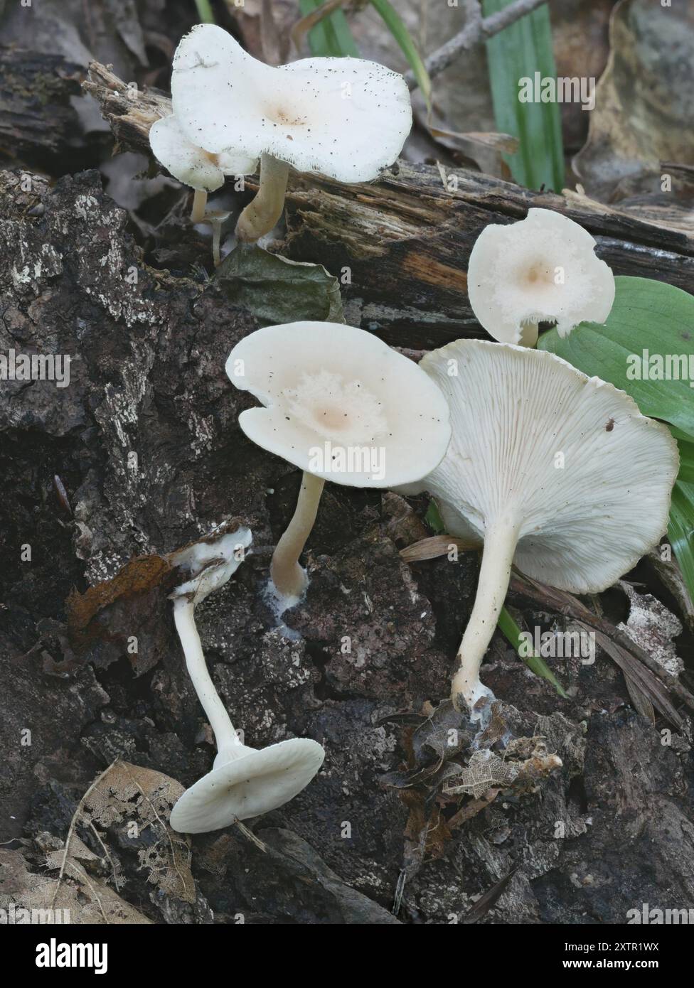 Funnels (Clitocybe) Fungi Stock Photo - Alamy
