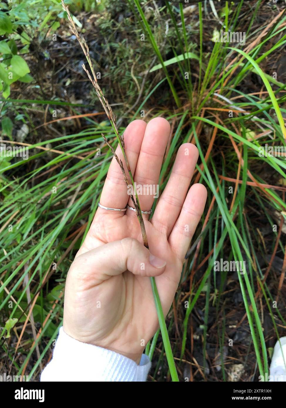 variable sword-sedge (Lepidosperma laterale) Plantae Stock Photo - Alamy