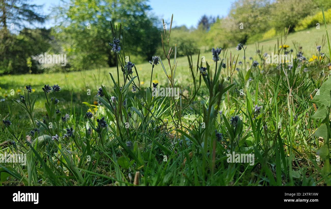 Changing Forget-me-not (Myosotis discolor) Plantae Stock Photo - Alamy