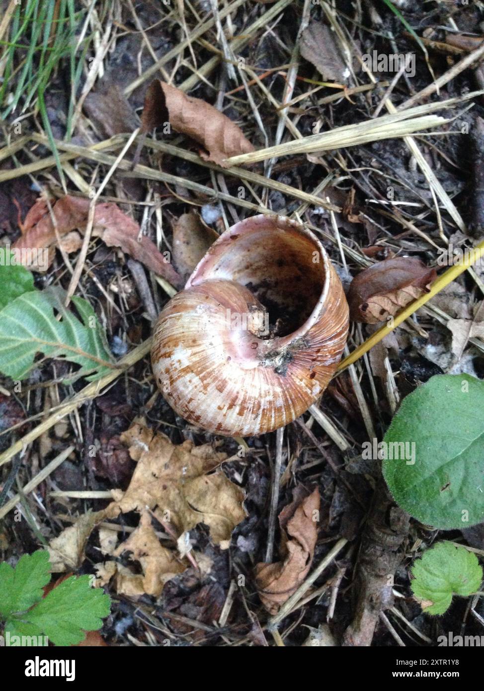Roman Snail (Helix pomatia) Mollusca Stock Photo - Alamy