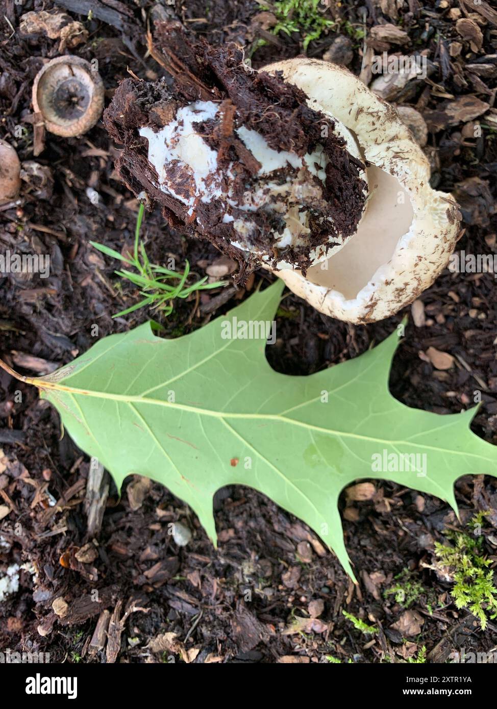 Barrow's Bolete (Boletus barrowsii) Fungi Stock Photo - Alamy
