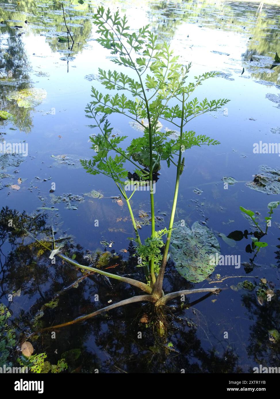 Fine-leaved Water-dropwort (Oenanthe aquatica) Plantae Stock Photo - Alamy