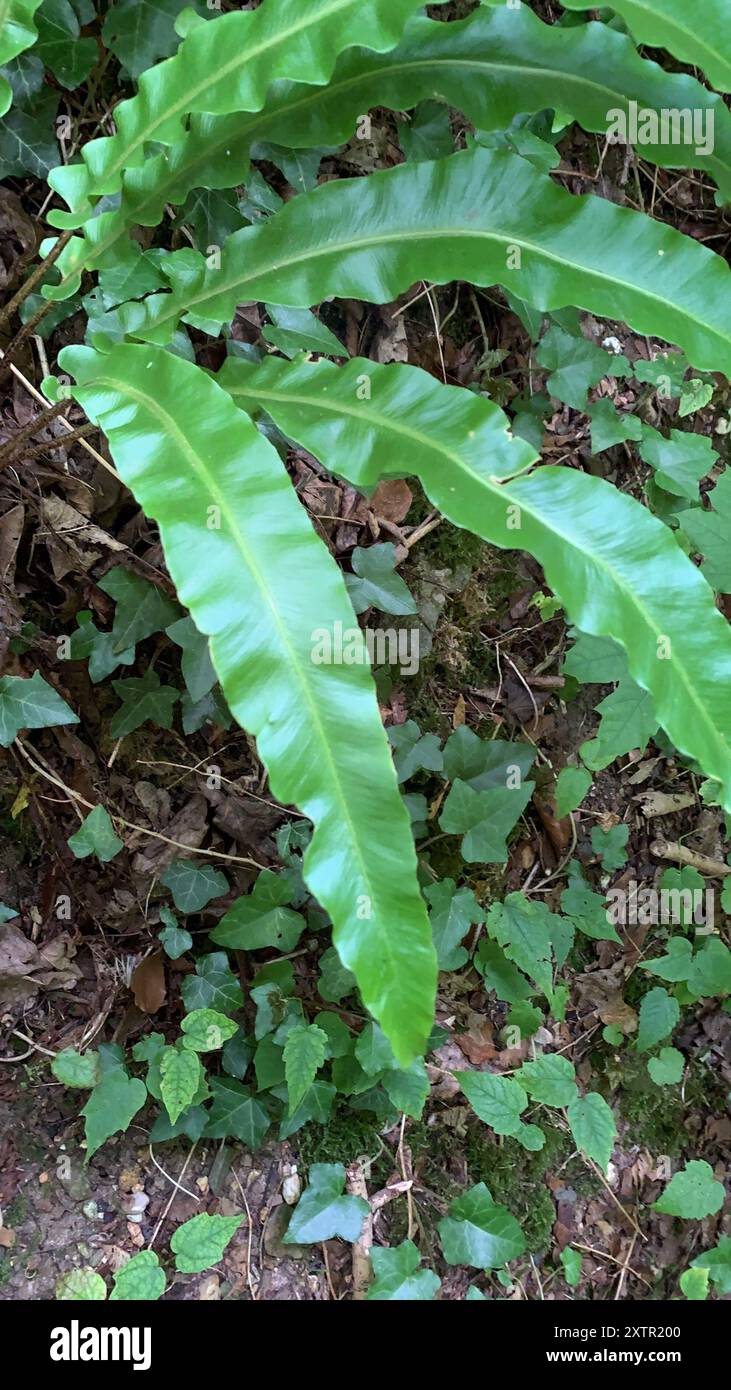 Hart's-tongue fern (Asplenium scolopendrium) Plantae Stock Photo - Alamy