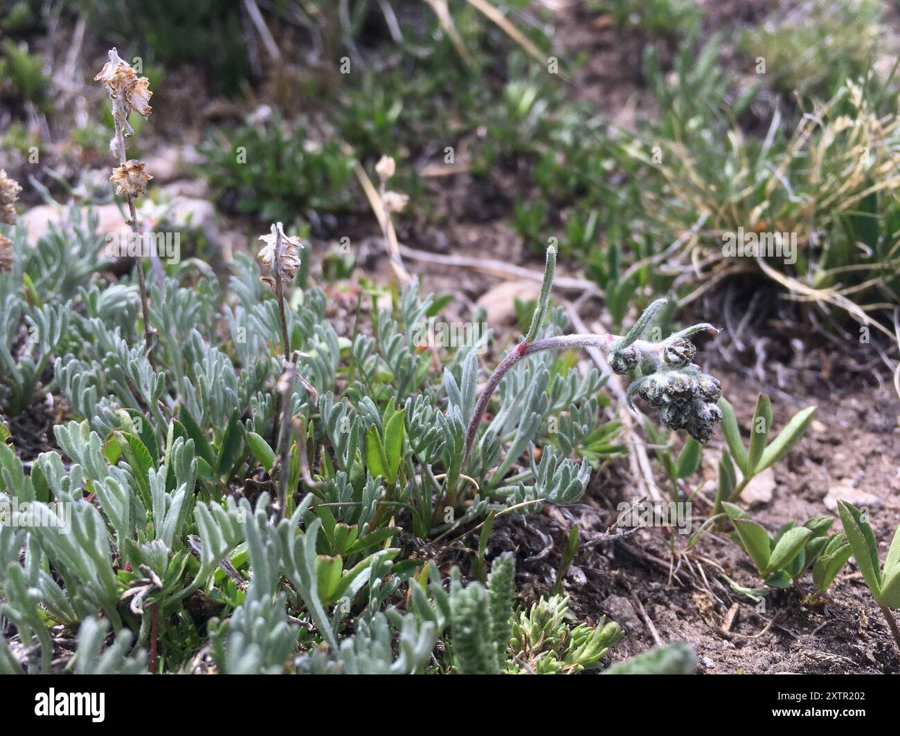 Alpine Sagebrush (Artemisia scopulorum) Plantae Stock Photo - Alamy