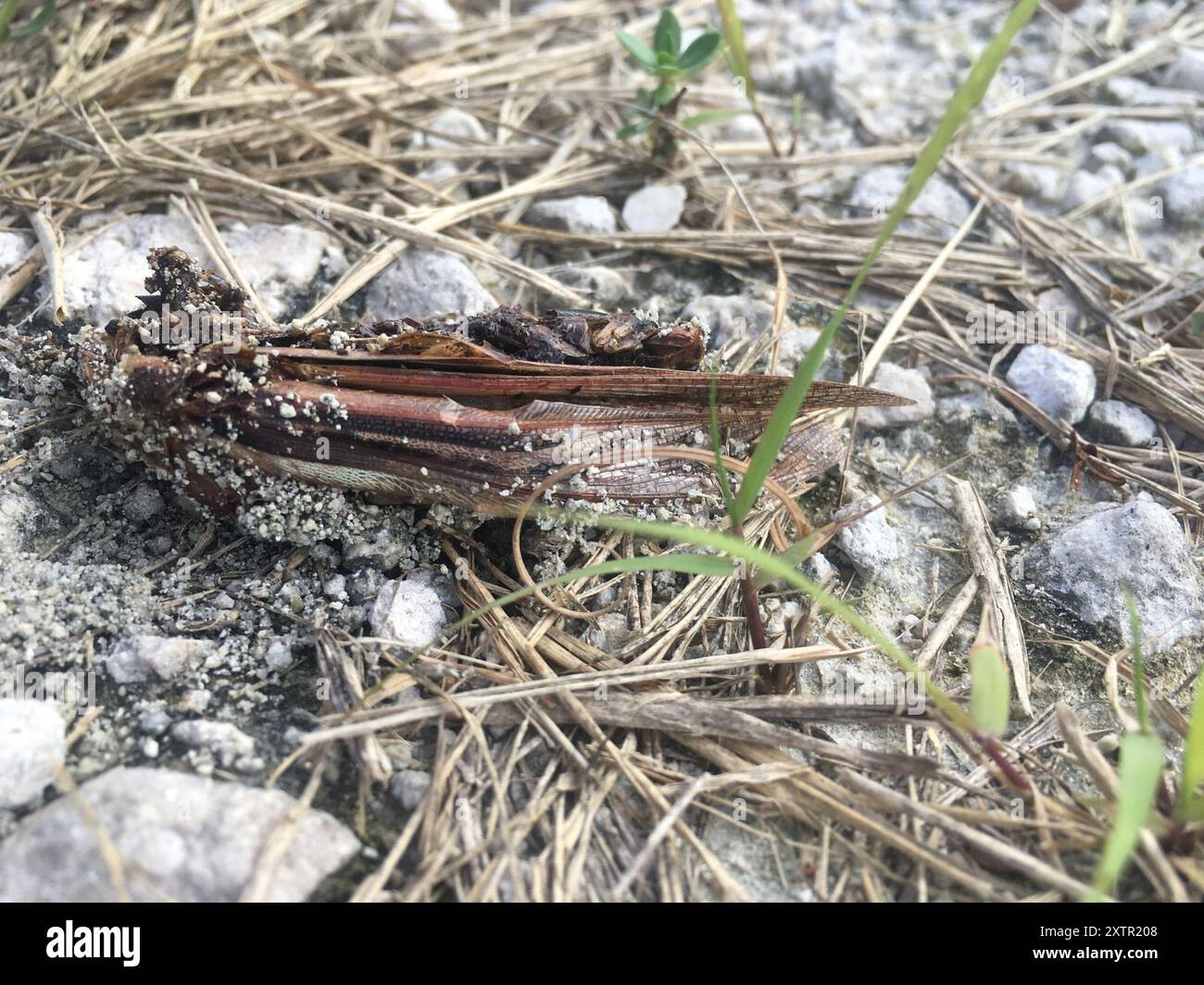 Grasshoppers, Crickets, and Katydids (Orthoptera) Insecta Stock Photo ...