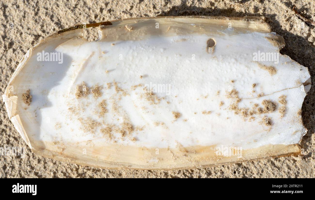 Australian Giant Cuttlefish (Ascarosepion apama) Mollusca Stock Photo ...