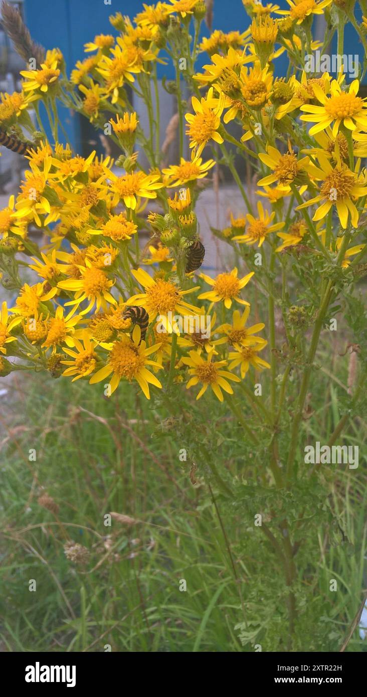 Cinnabar moth (Tyria jacobaeae) Insecta Stock Photo - Alamy