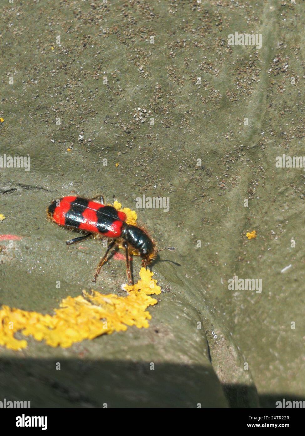 Bee-eating Beetle (Trichodes apiarius) Insecta Stock Photo - Alamy