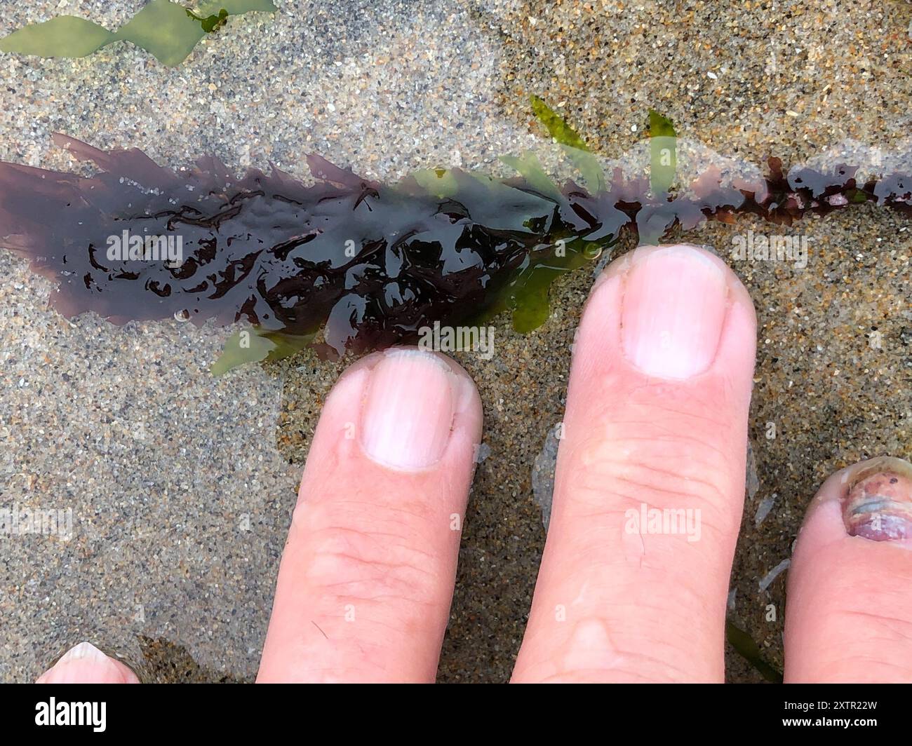 seagrass laver (Smithora naiadum) Plantae Stock Photo - Alamy