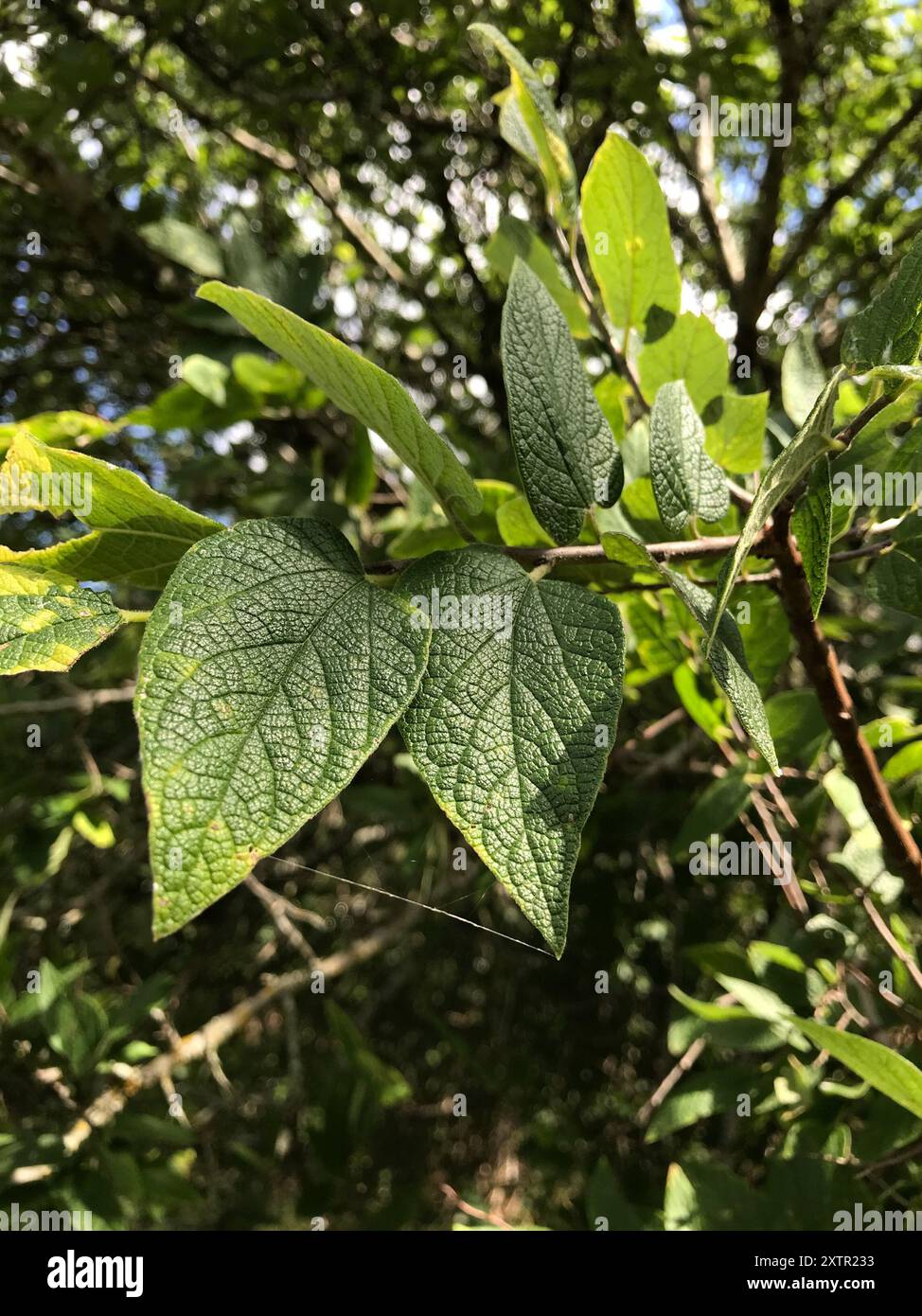 netleaf hackberry (Celtis reticulata) Plantae Stock Photo - Alamy