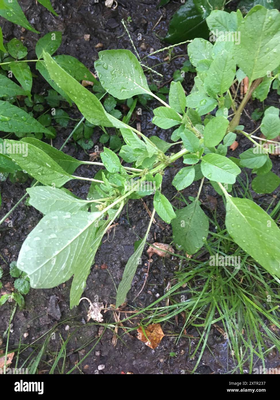 purple amaranth (Amaranthus blitum) Plantae Stock Photo - Alamy