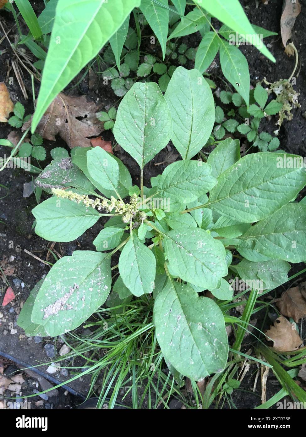 purple amaranth (Amaranthus blitum) Plantae Stock Photo - Alamy