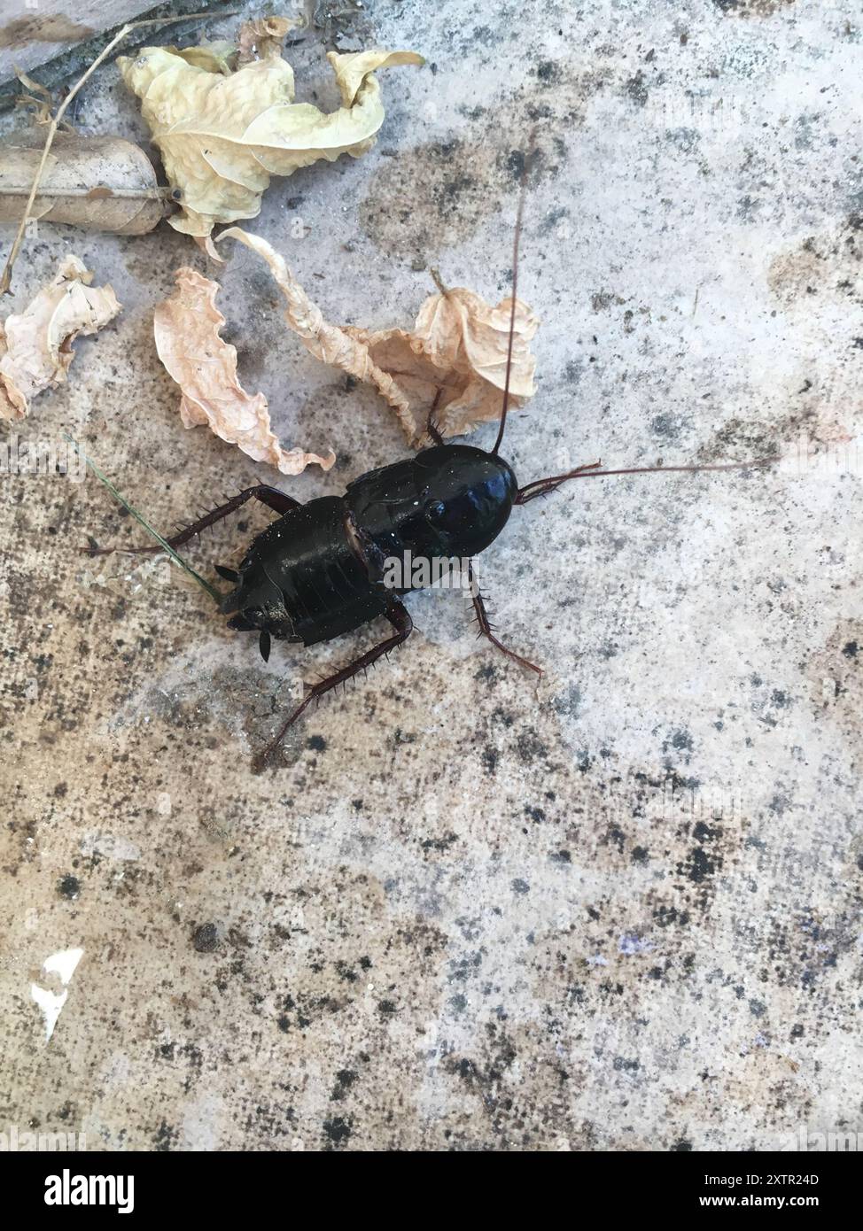 Oriental Cockroach (Blatta orientalis) Insecta Stock Photo - Alamy
