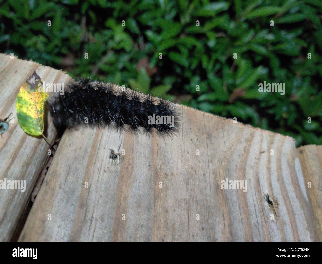 Giant Leopard Moth (Hypercompe scribonia) Insecta Stock Photo - Alamy