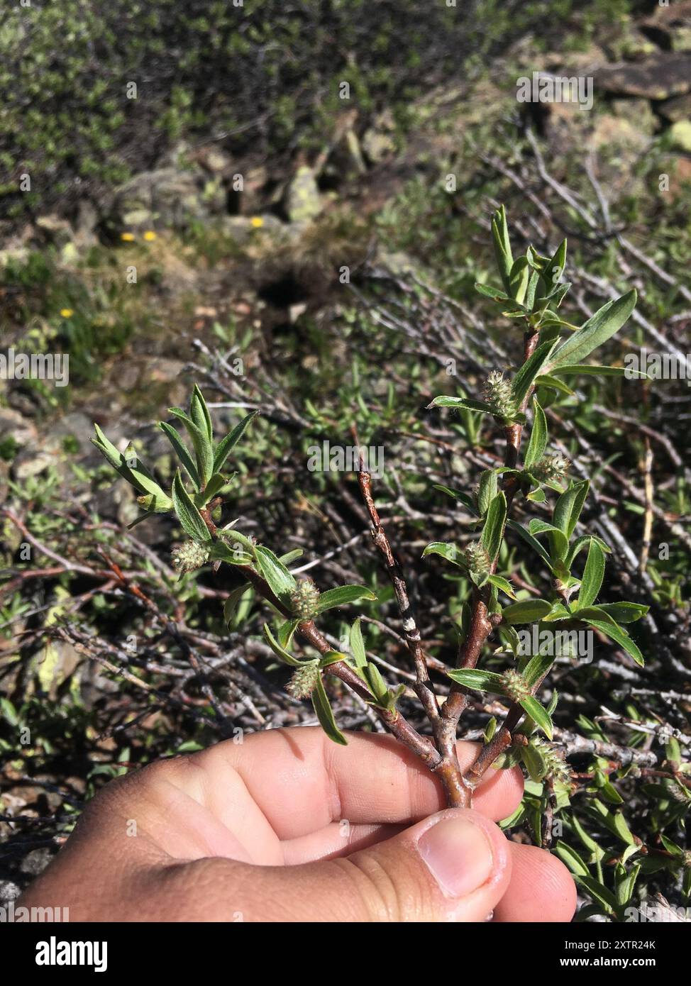 Wolf's Willow (Salix wolfii) Plantae Stock Photo - Alamy