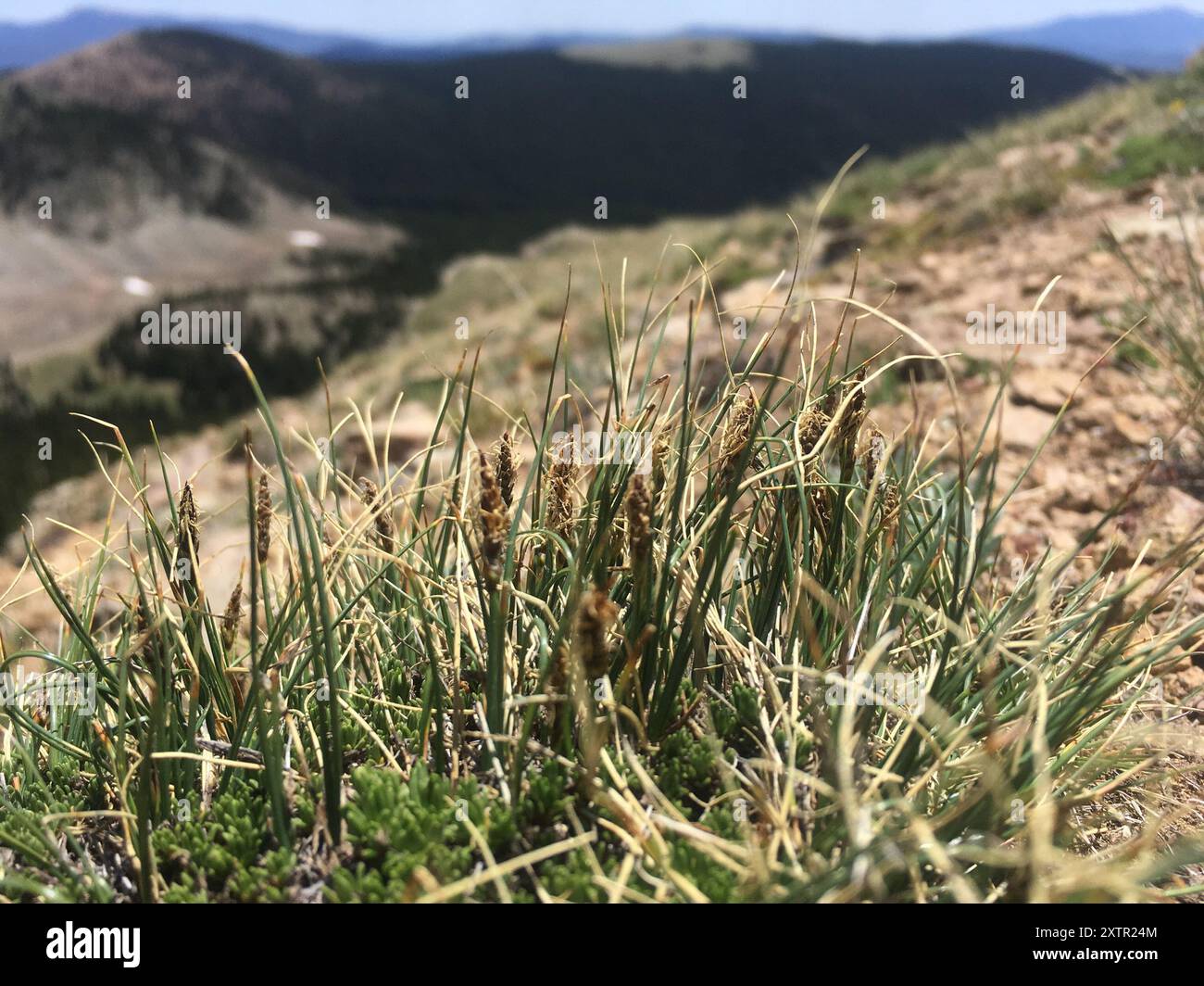 Rock Sedge (Carex rupestris) Plantae Stock Photo - Alamy