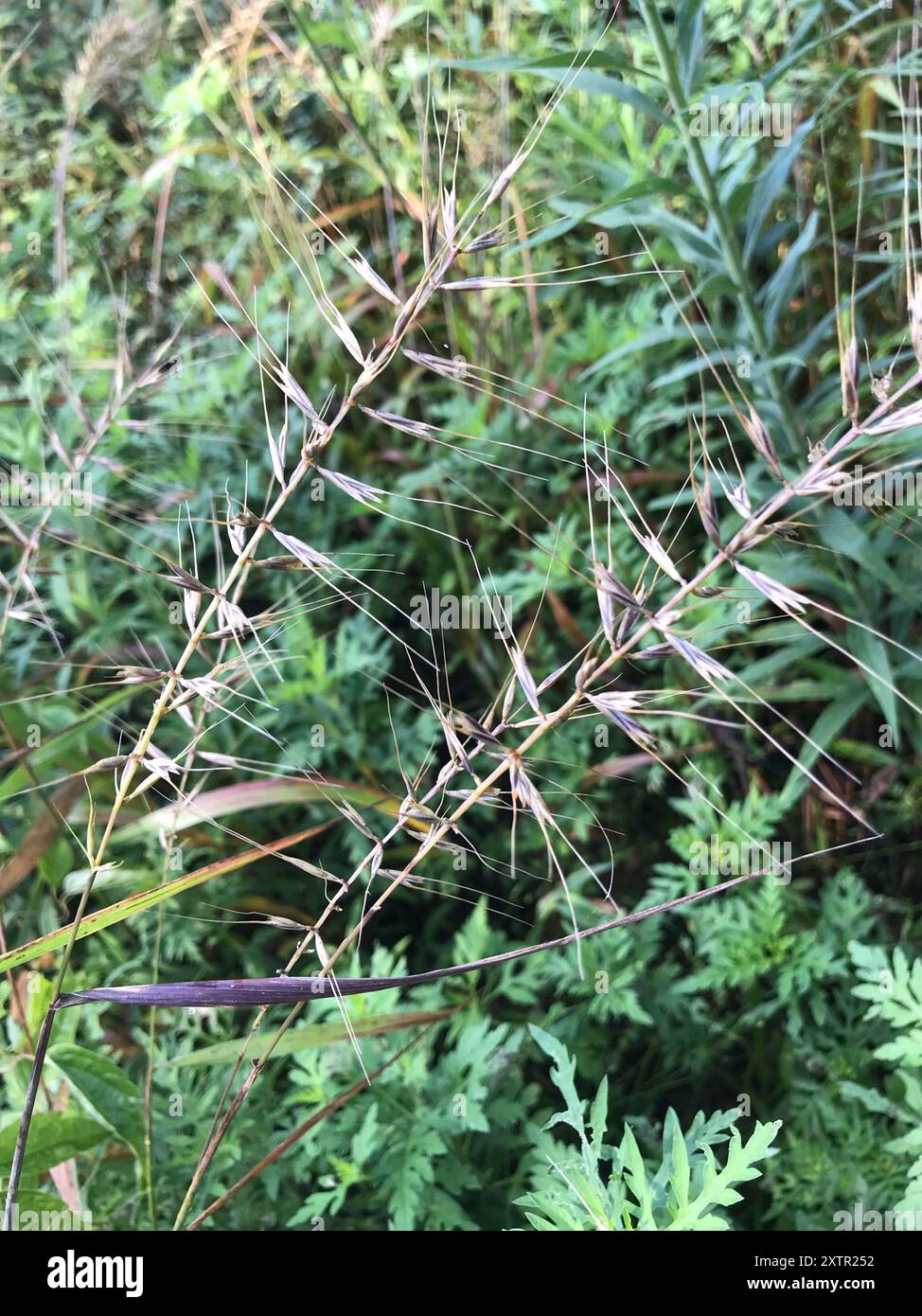 bottlebrush grass (Elymus hystrix) Plantae Stock Photo - Alamy