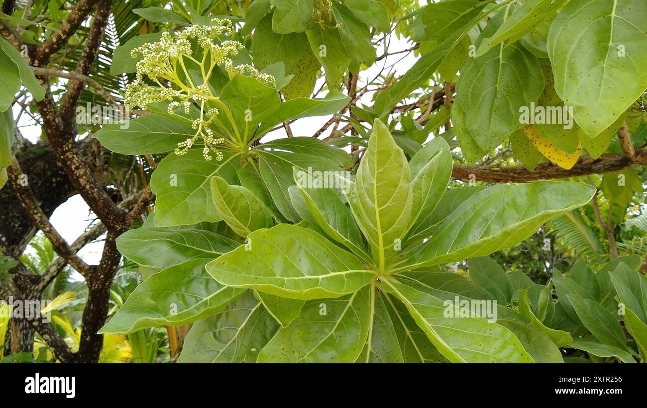 tree heliotrope (Heliotropium arboreum) Plantae Stock Photo - Alamy