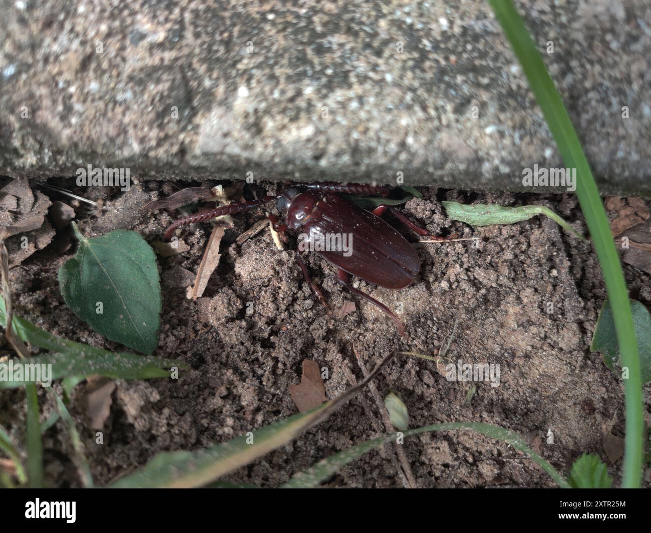 Tile-horned Prionus (Prionus imbricornis) Insecta Stock Photo - Alamy
