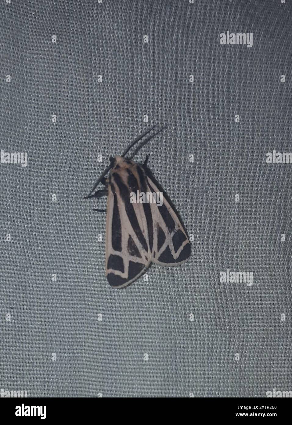 Harnessed Tiger Moth (Apantesis phalerata) Insecta Stock Photo - Alamy