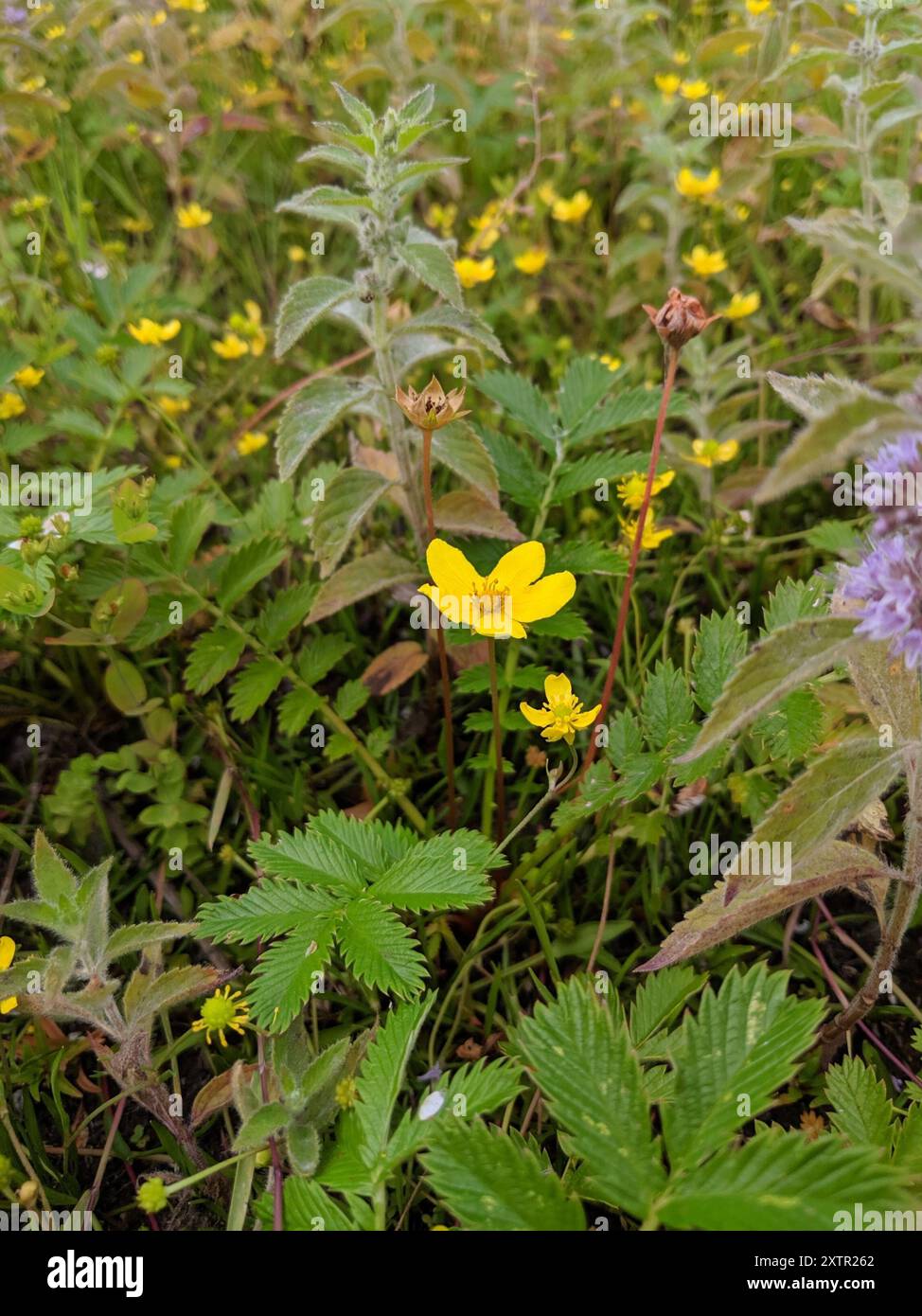 common silverweed (Argentina anserina) Plantae Stock Photo - Alamy